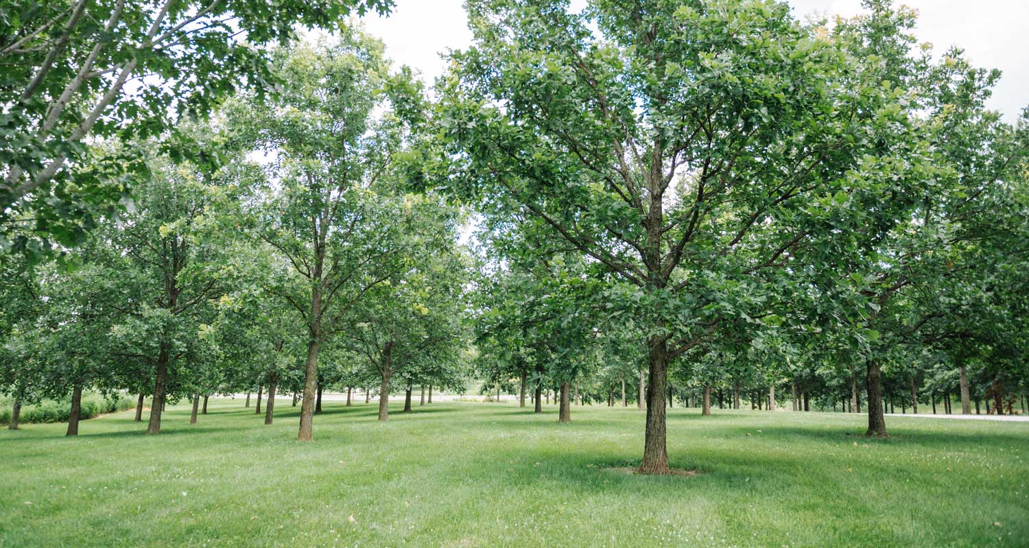 How to Plant a Tree - Forrest Keeling Nursery