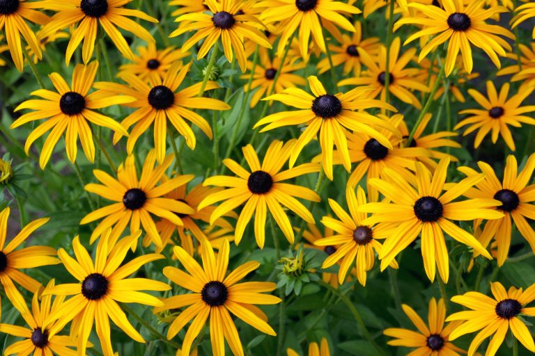 5 Salt-Tolerant Native Plants