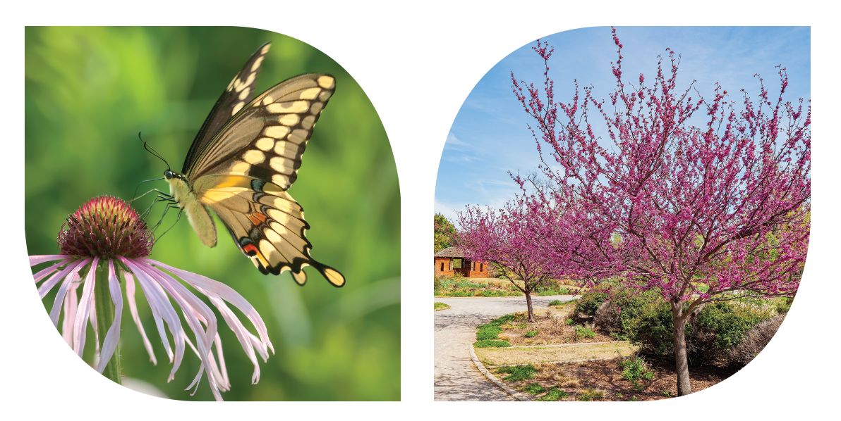 Glade - Forrest Keeling Nursery, open sunny areas with shallow soil ...