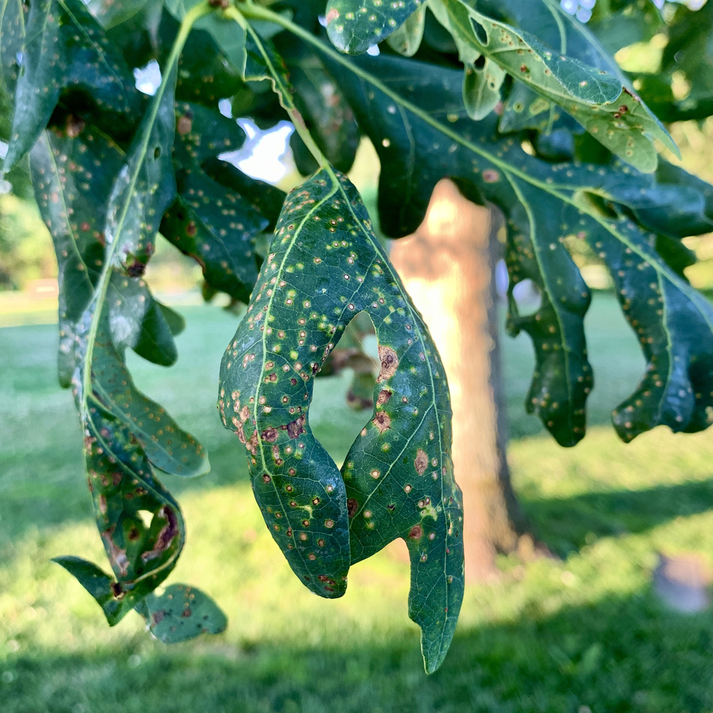 Identifying Deer and Insect Oak Tree Damage