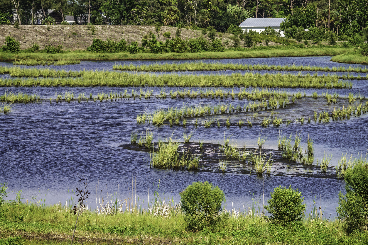Wetland Restoration and Mitigation: A Comprehensive Guide - Forrest ...