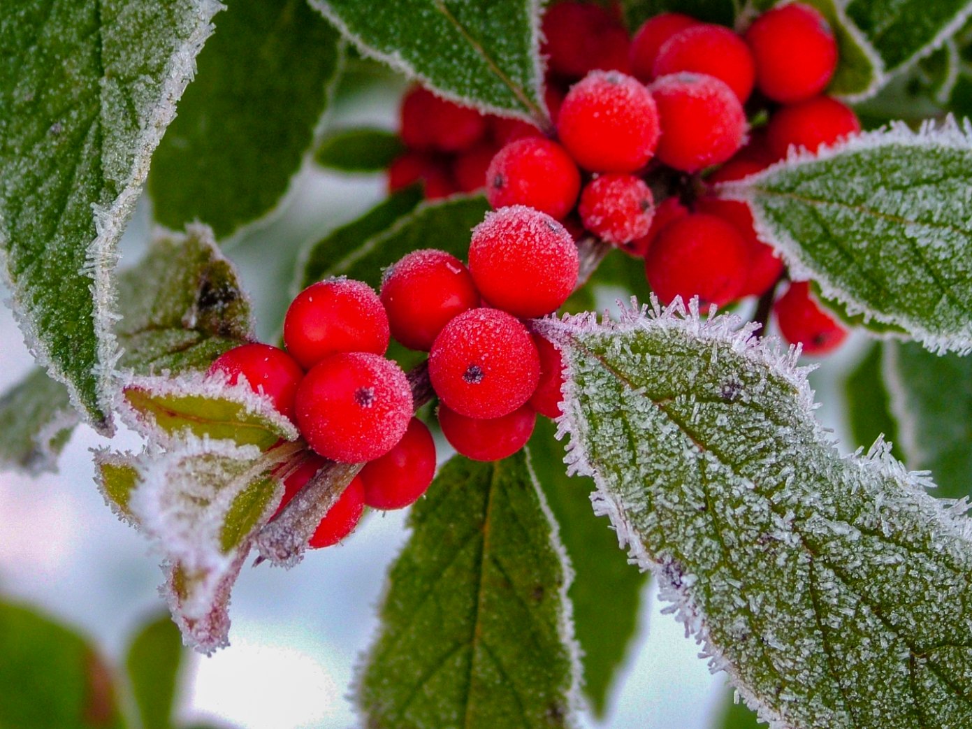Tough Native Plants that Thrive in WInter Landscapes - Forrest Keeling ...